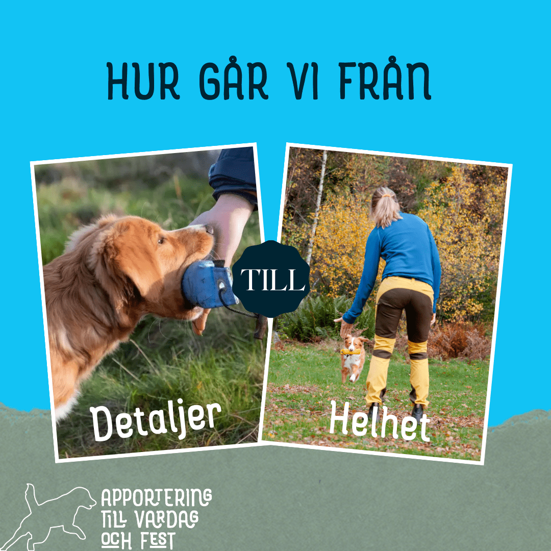 Från detaljer till helhet - Apportering till vardag och fest